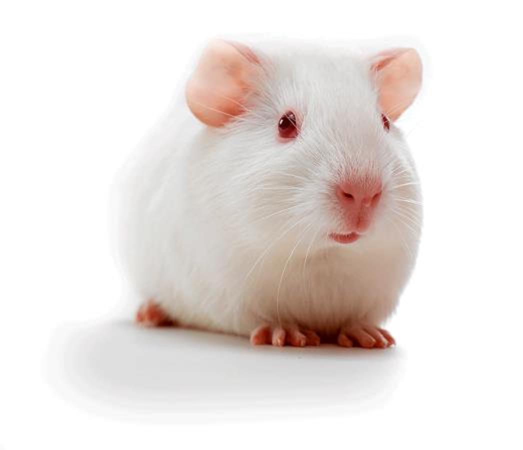 EA for guinea pig OAK – The BMAS Blog