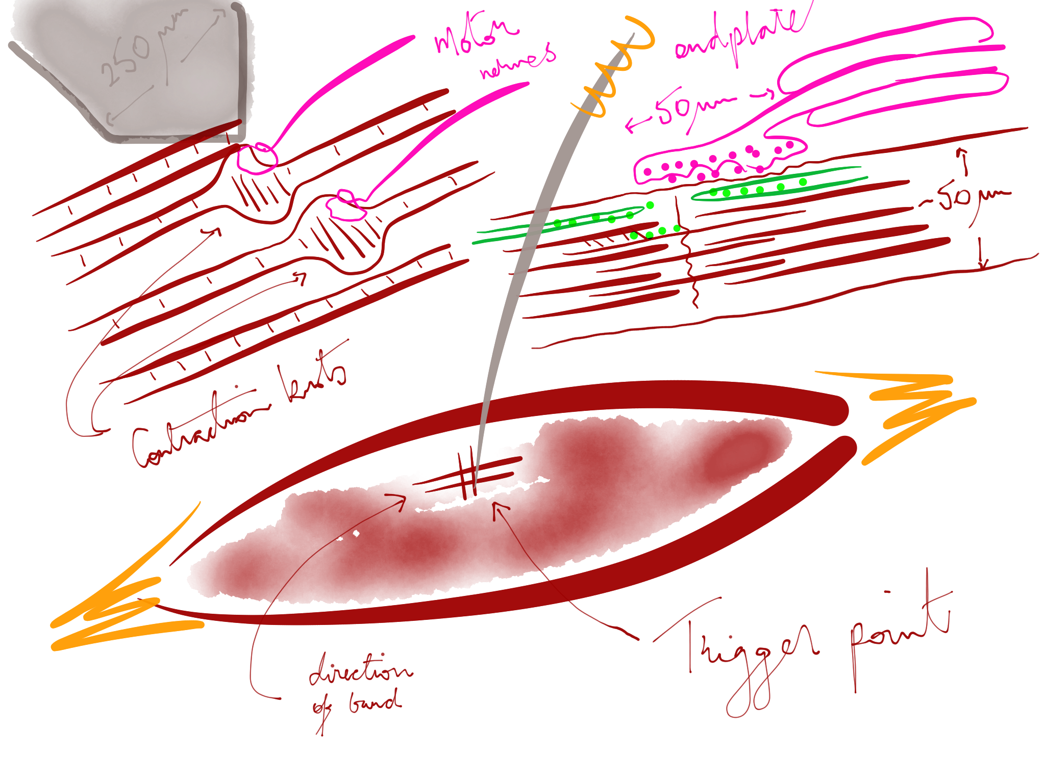 Looking inside the MTrP 2022 – The BMAS Blog