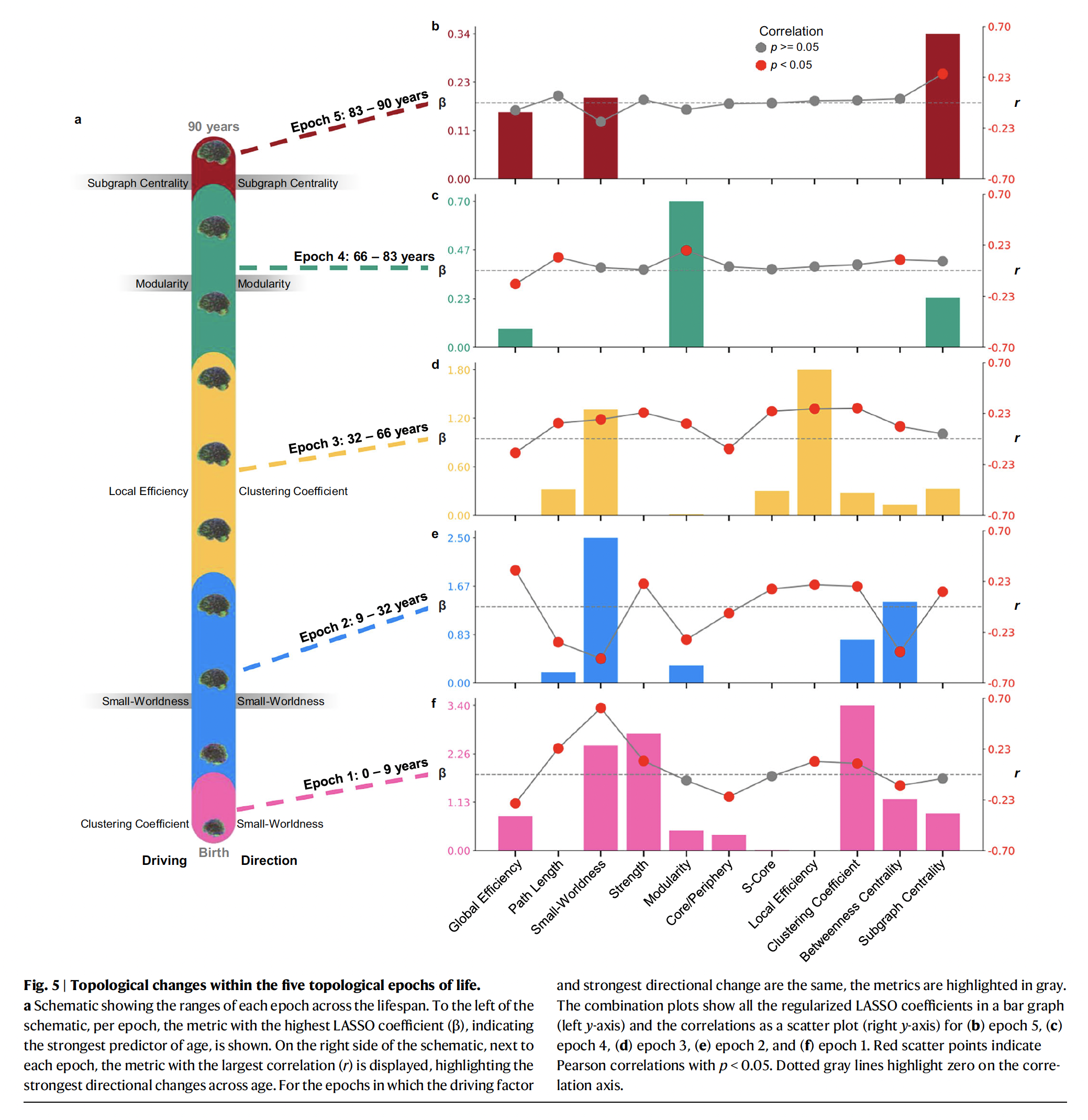 Brain topology turning points over the human lifespan – The BMAS Blog