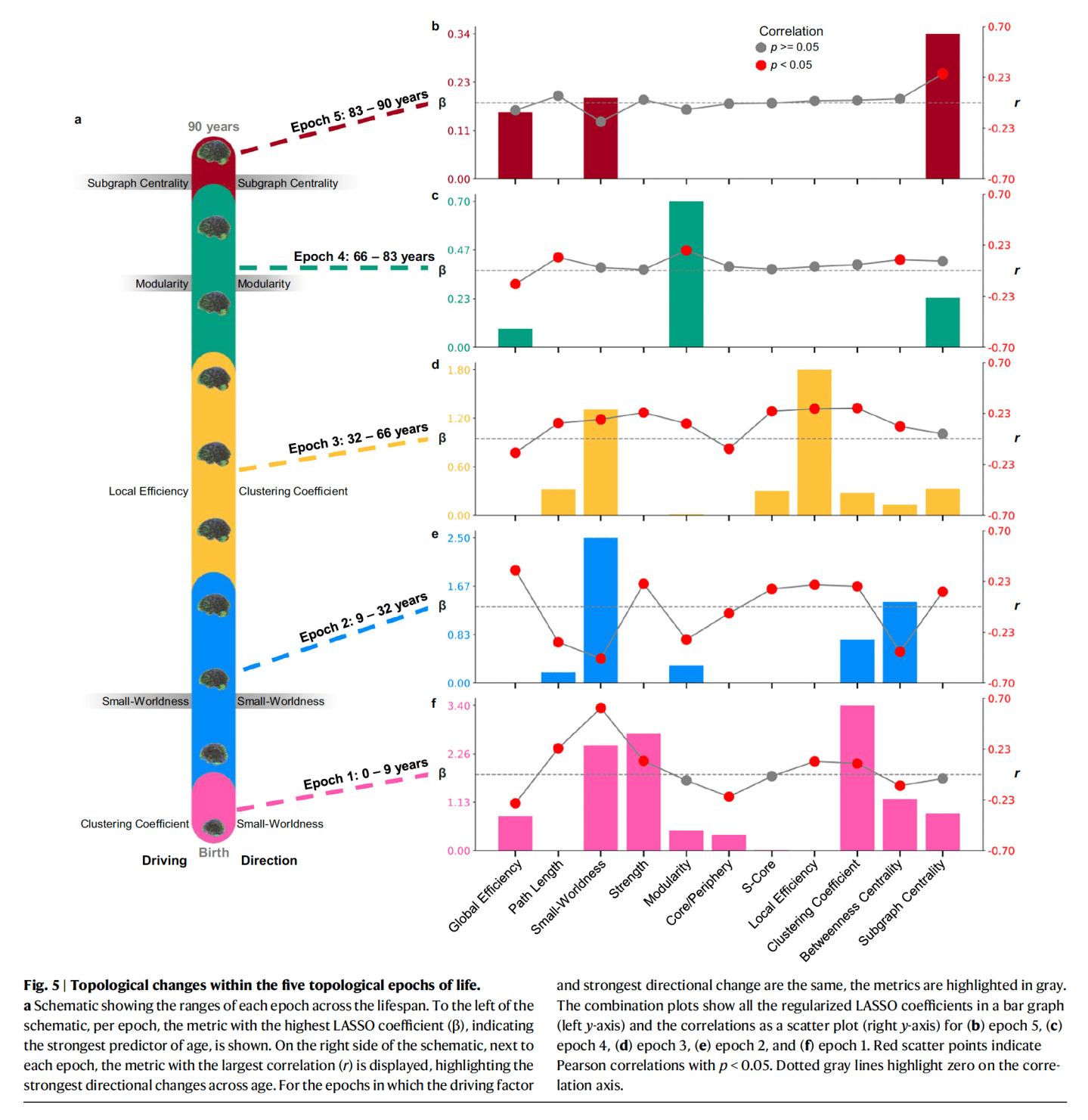 Brain topology turning points over the human lifespan – The BMAS Blog